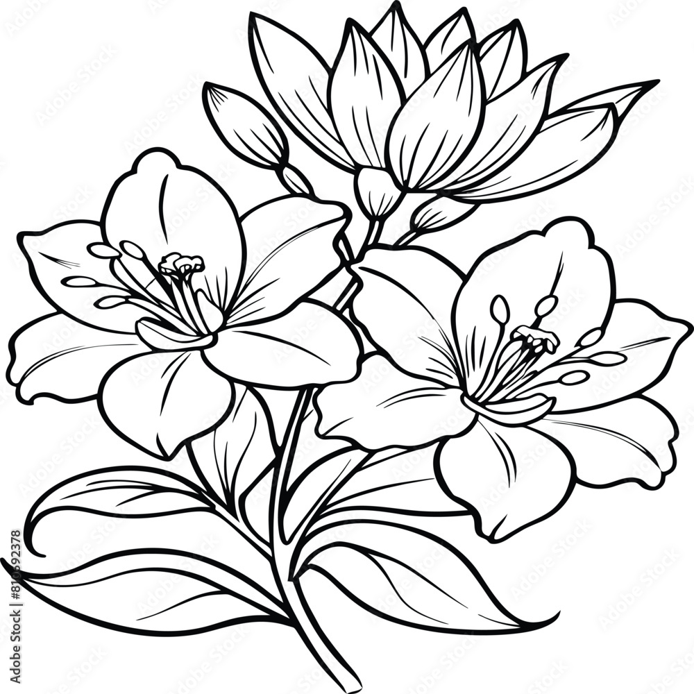 Freesia Flower Coloring Page. Flowers outline for coloring book ...