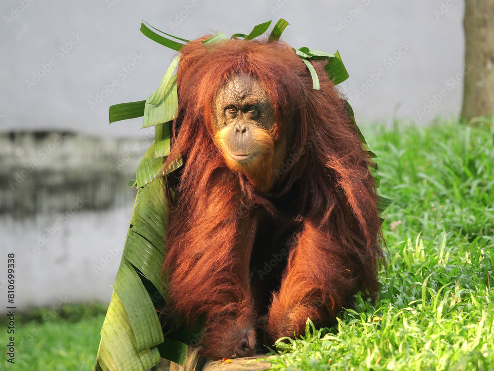 Sumatran Orang Utan walking toward camera. The Sumatran orangutan is ...