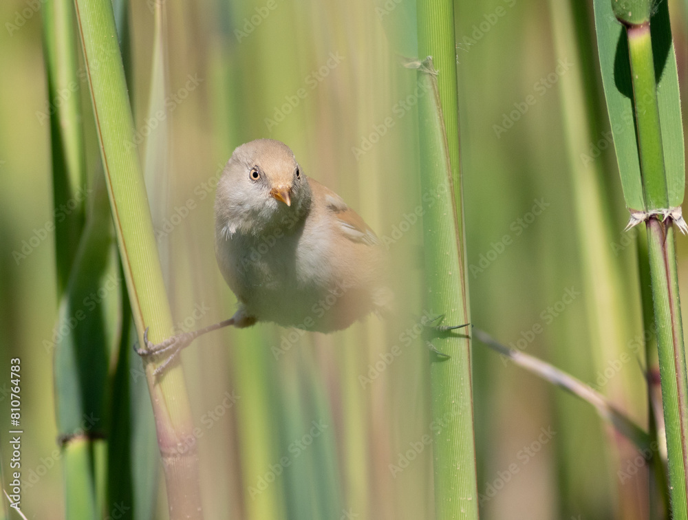 Bearded reedling, Panurus biarmicus. A female bird sits on twine on two ...