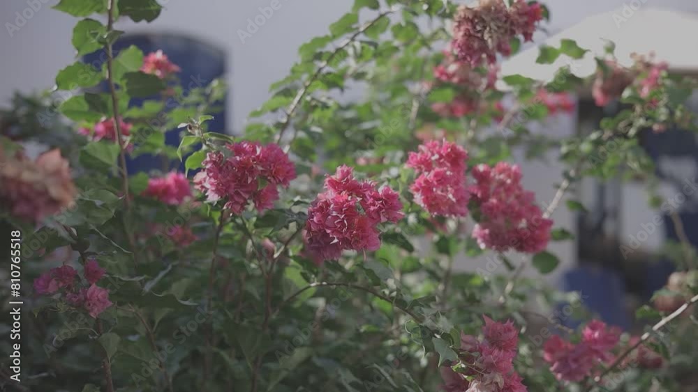 Dolly out shots capturing a beautiful red flowering bush in a garden ...