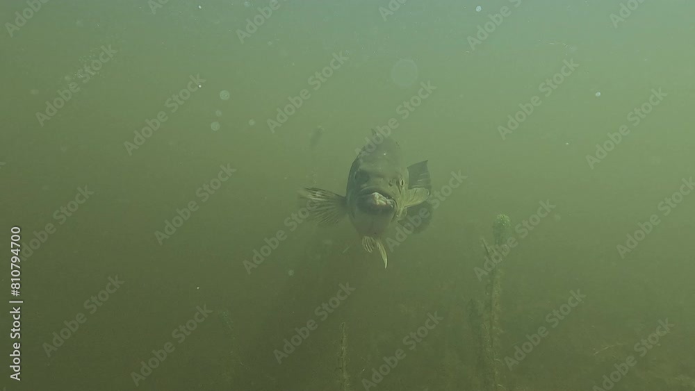 Frontal view of a largemouth bass with its mouth damaged by a hook, a ...