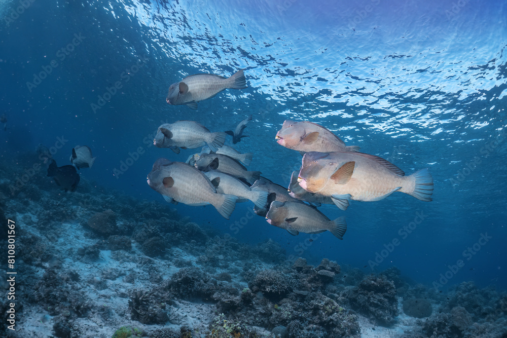 Real group of rare bumphead parrotfish photography swim in atoll deep ...