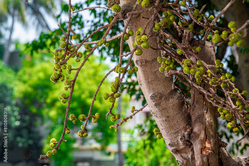 branch of a tree with fig , Beautiful Fig fruit photos Fig fruit Close ...