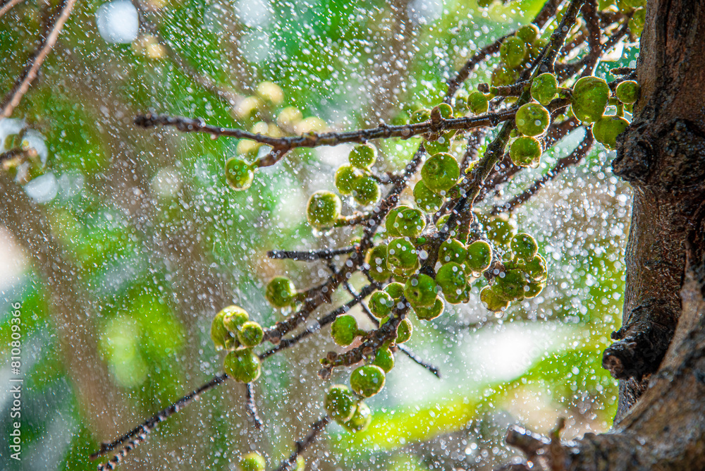 water drops on the tree,Beautiful Fig fruit photos Fig fruit Close up ...