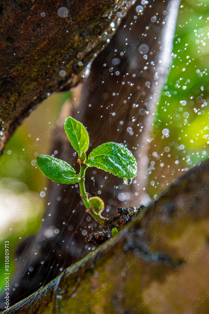 Beautiful Fig fruit photos Fig fruit Close up photos,The green fruit of ...