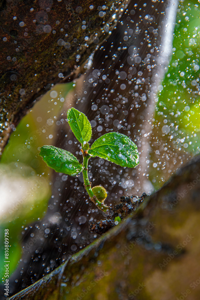 Beautiful Fig fruit photos Fig fruit Close up photos,The green fruit of ...