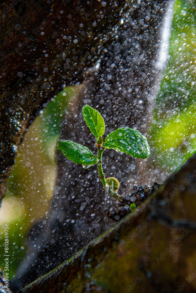 Beautiful Fig fruit photos Fig fruit Close up photos,The green fruit of ...