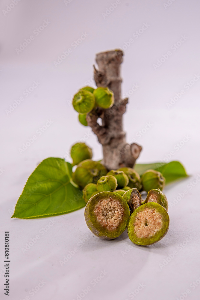Cluster fig tree, Goolar, (Gular), Fig, (Ficus racemosa). Cluster Fig ...