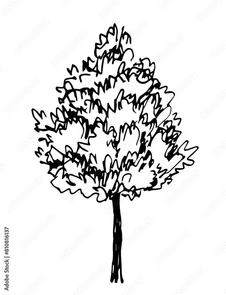 Deciduous tree isolated on white background. Forest and vegetation ...