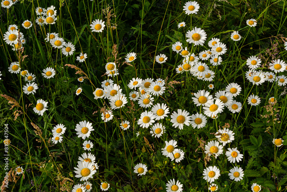 Wild daisy flowers growing on meadow, white chamomiles. Oxeye daisy ...