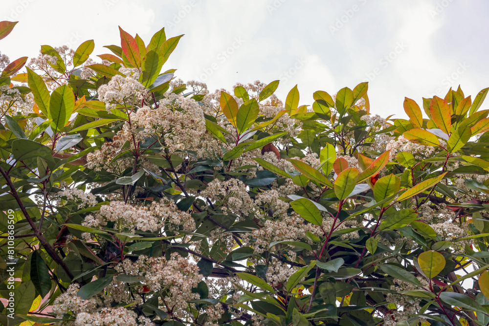 Photinia as an espalier tree. Photinia in bloom. Tiny white flowers ...