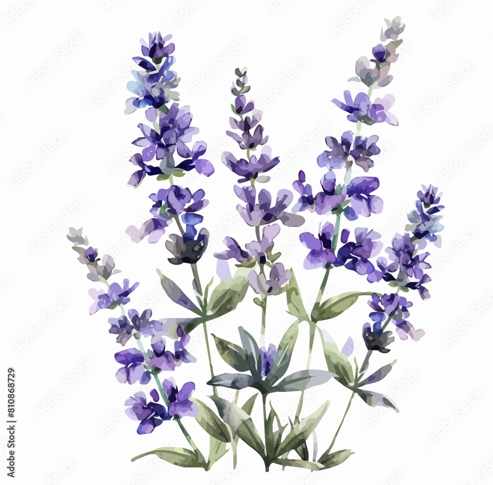 Watercolor painting of a Lavender, isolated on a white background ...