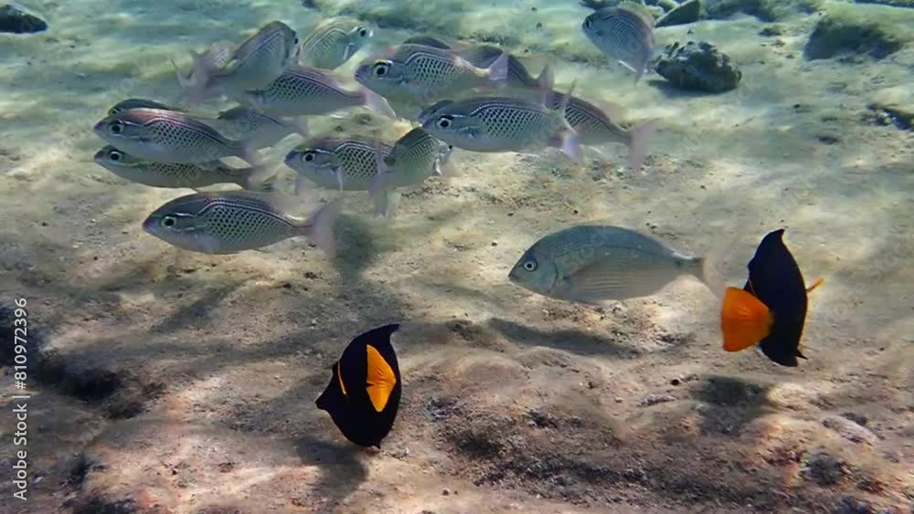 Arabian monocle bream, belongs to family Nemipteridae. Common name is ...