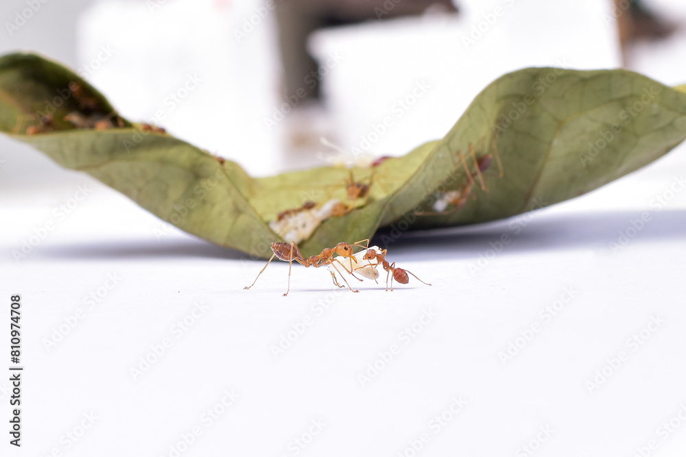 Weaver ants (Oecophylla) large red ants, Oecophylla weaver ants ...