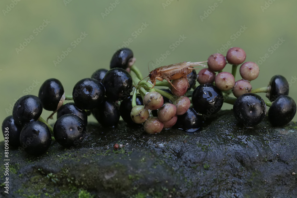 The carcass of a field cricket is being surrounded by a number of red ...