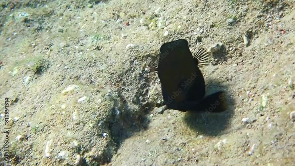 Black form of cube trunk-fish (Ostracion cubicus) inhabits coral reefs ...