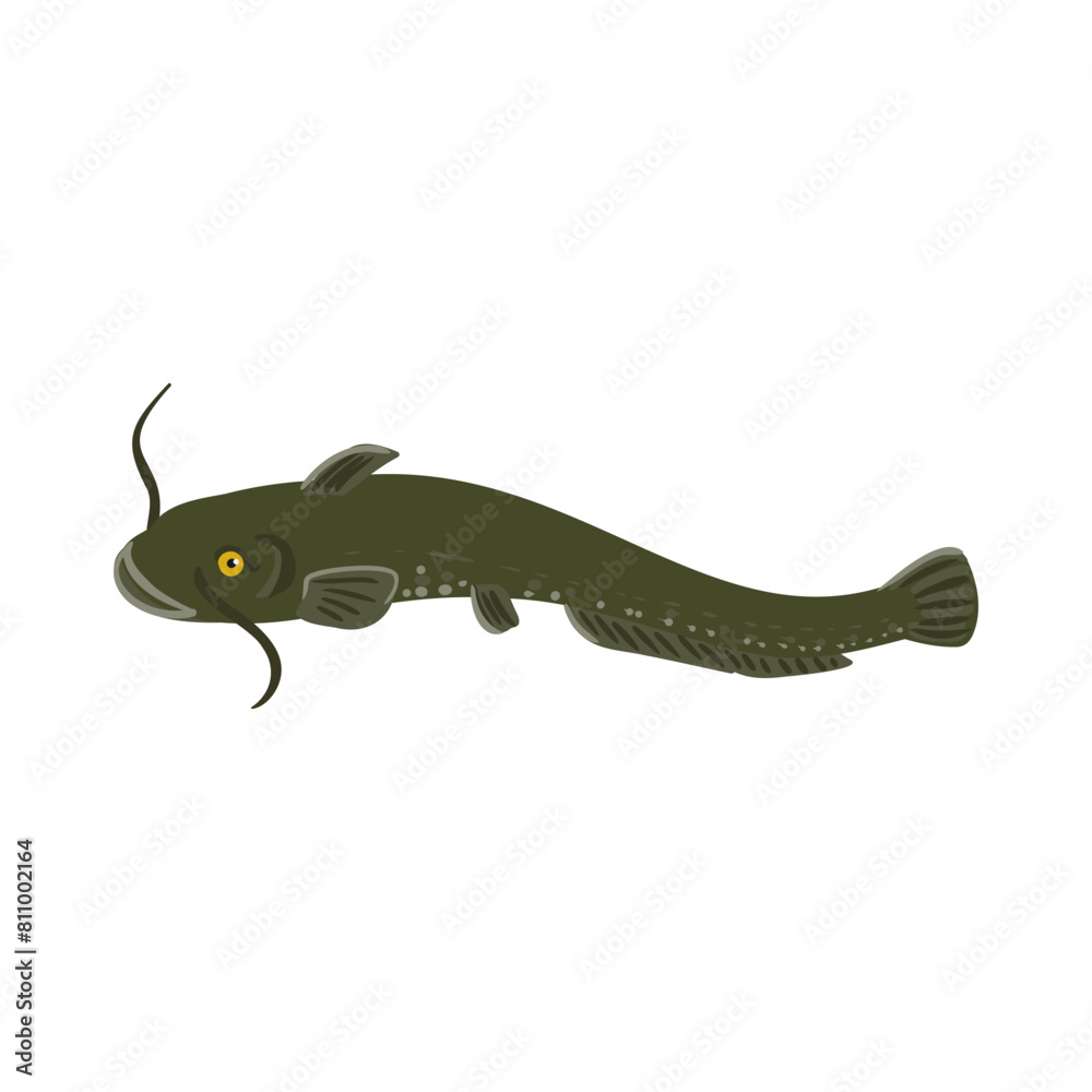 Vector drawing fish, wels catfish isolated at white background, hand ...
