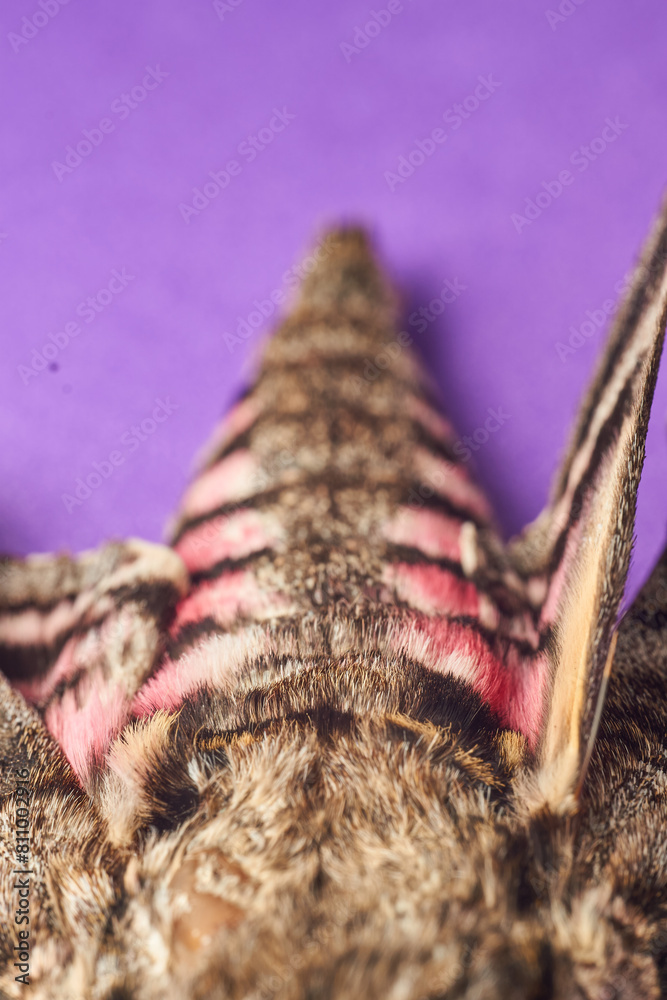 details of a gray moth with dead rose Agrius convolvuli Stock Photo ...