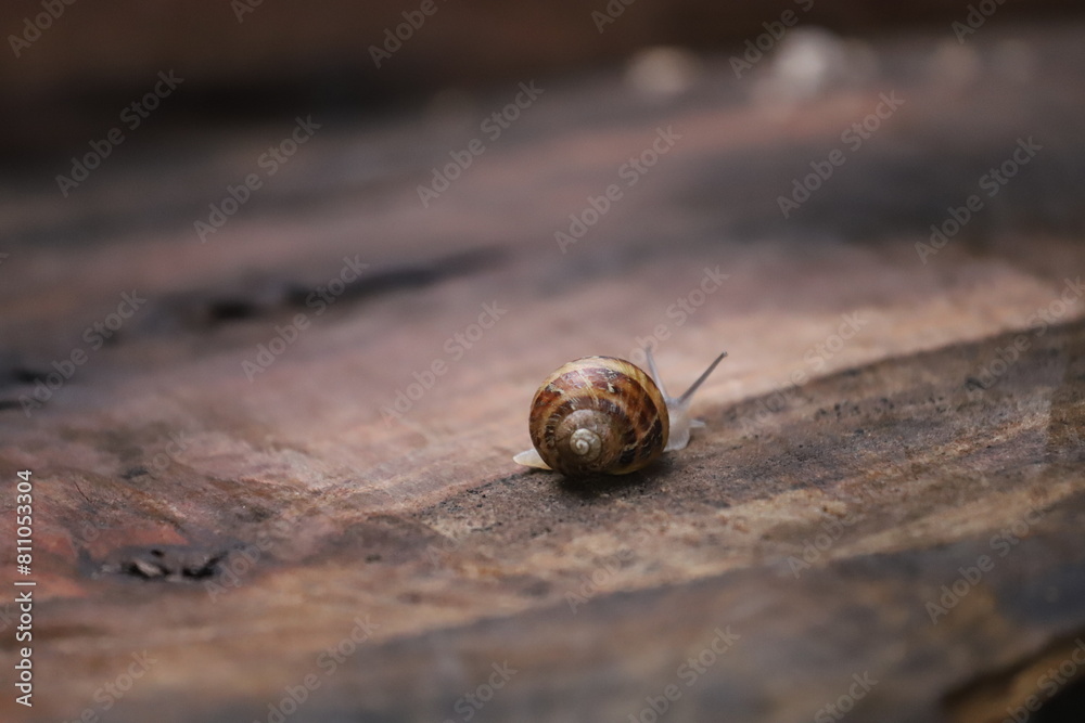 Brown garden snail on with its antennae raised. Isolated. Snail of the ...