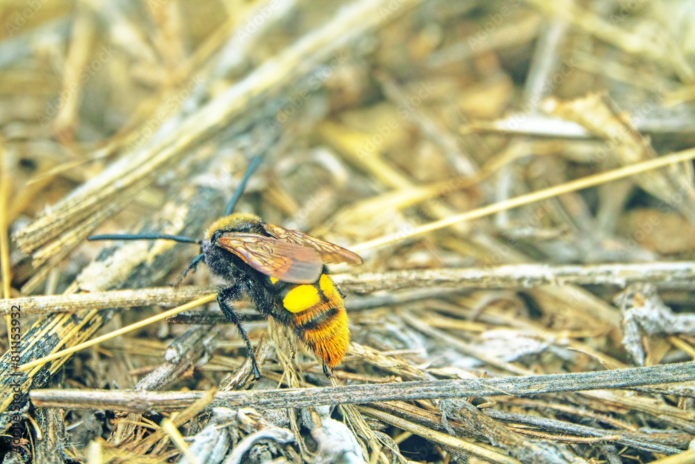 Mammoth wasp (Megascolia maculata, female, largest Hymenoptera) moves ...
