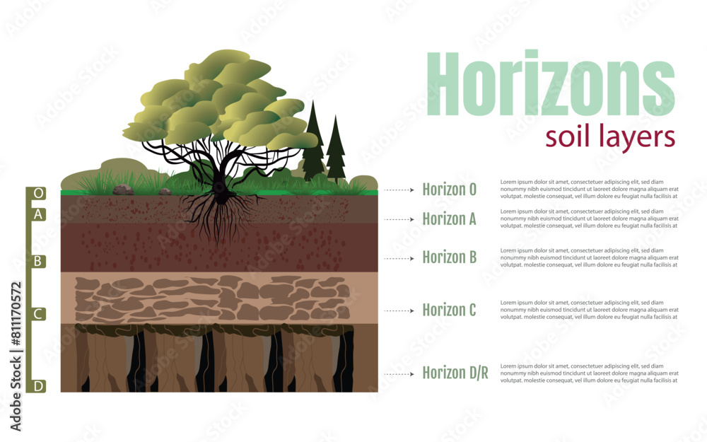 Diagram of horizons and soil layers. The diagram is divided into five ...