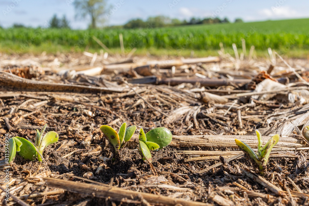 Soybeans emerging in a corn stubble field in the VE growth stage with ...