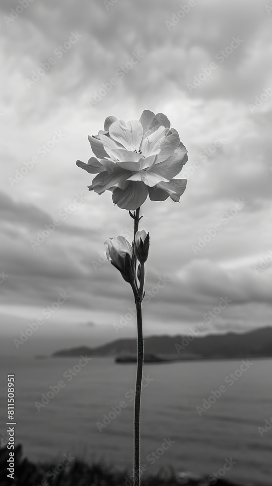Alcatraz flower in black and white, Alcatraz en blanco y negro Stock ...