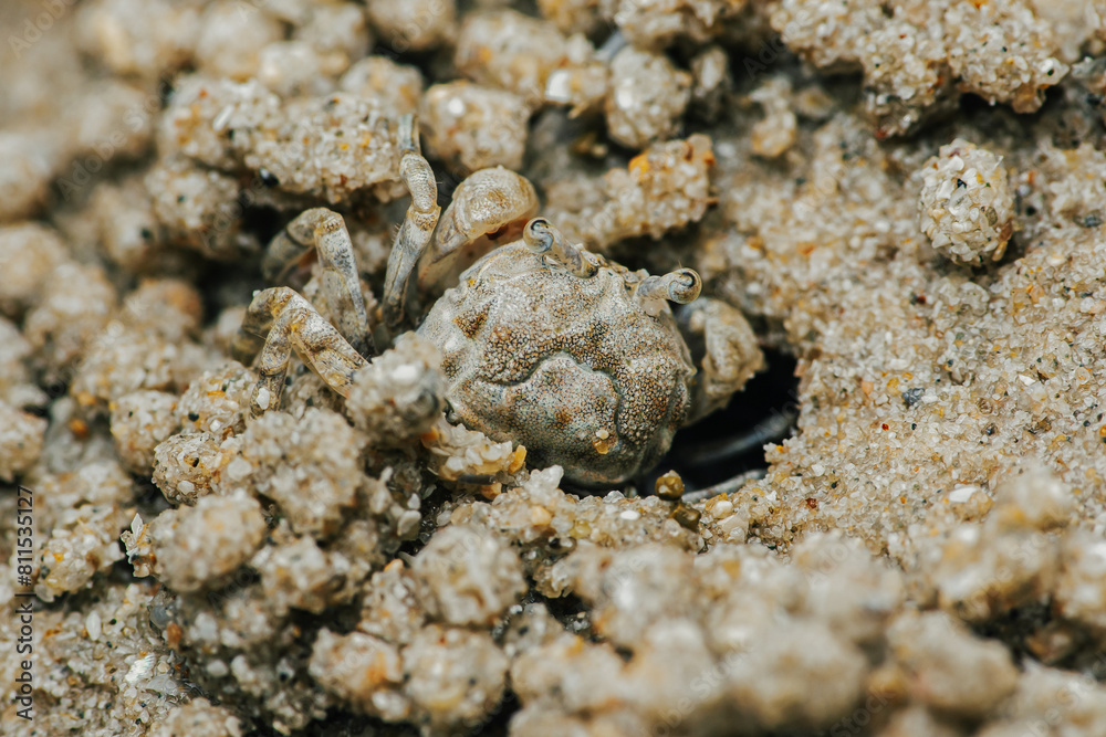 Sand Crab bubblers appear on the sand of the beach, Balls of sand made ...