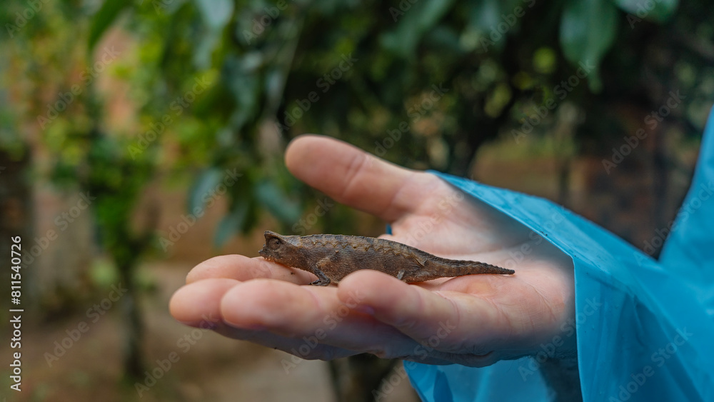 A tiny chameleon brookesia stumpffi sits on the palm of a man's hand ...