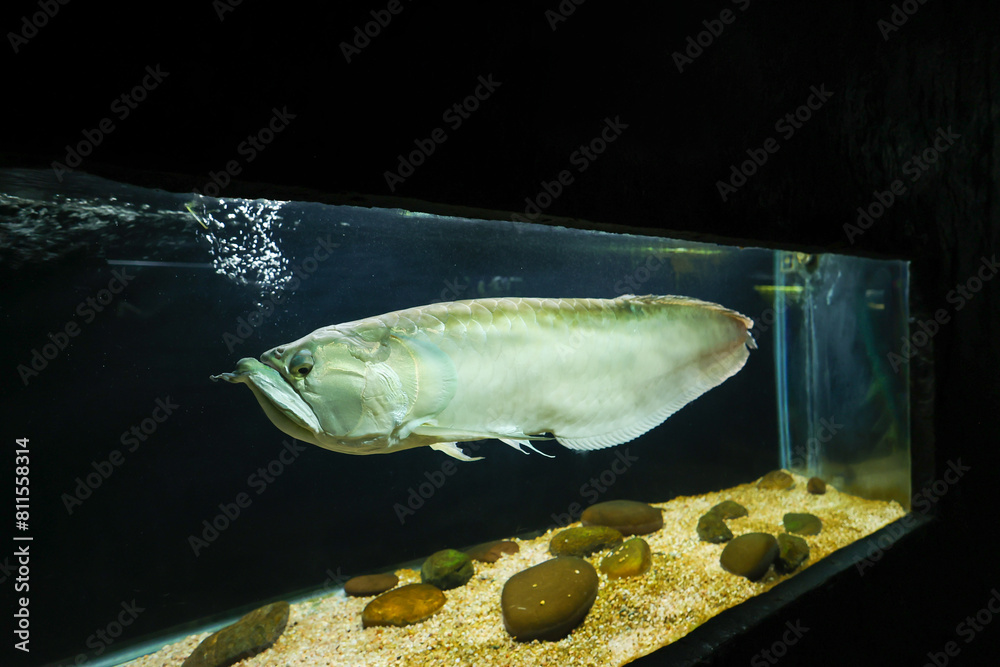 Big long Aquarium fish Silver arowana Osteoglossum bicirrhosum tropical ...
