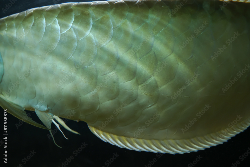 Fish skin closeup. Big long Aquarium fish Silver arowana Osteoglossum ...