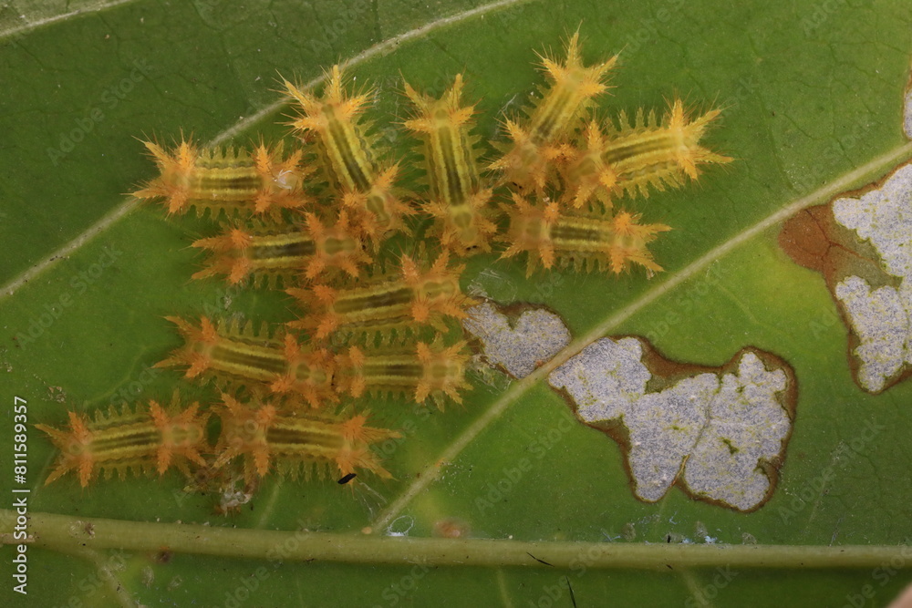 Nettle Caterpillar (Parasa lepida) is a moth of the Limacodidae family ...