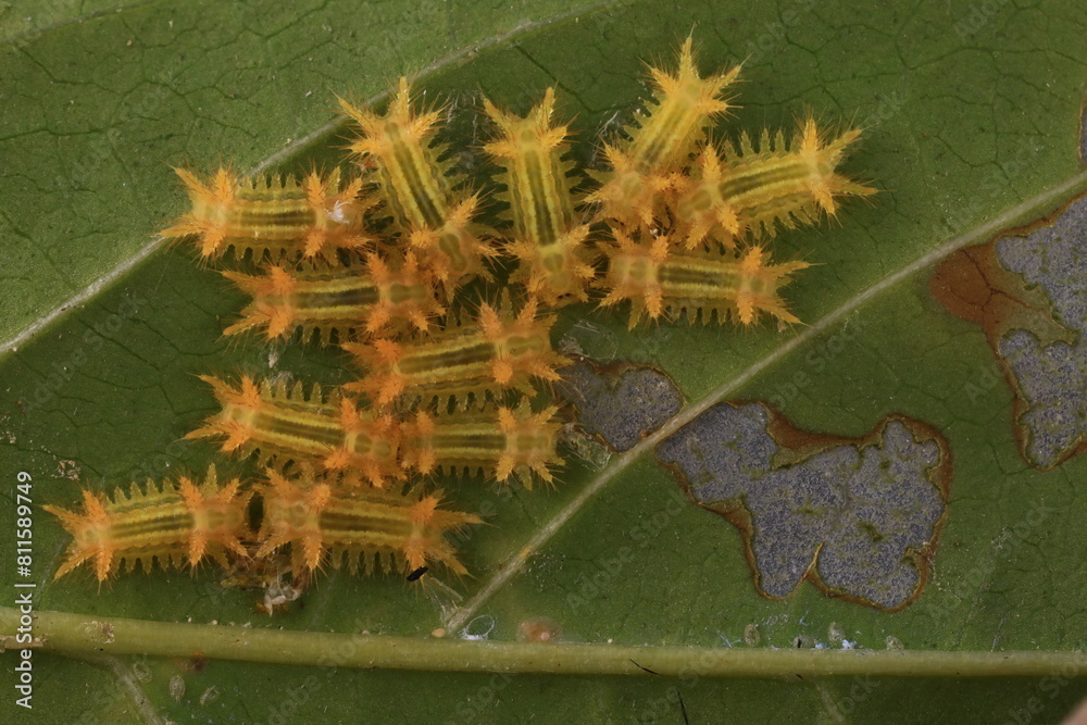 Nettle Caterpillar (Parasa lepida) is a moth of the Limacodidae family ...
