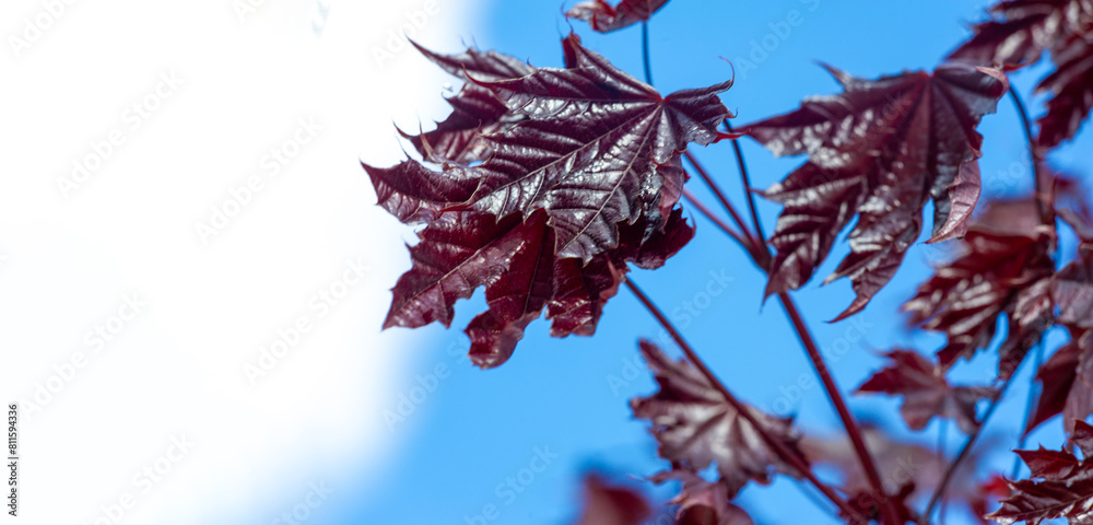 Foto de Red Maple A fast-growing tree with bright red fall foliage ...