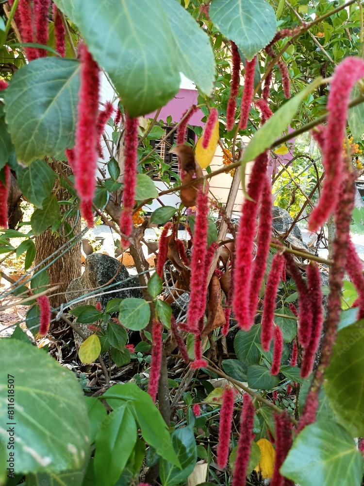 Acalypha hispida, the chenille plant, is a flowering shrub which ...
