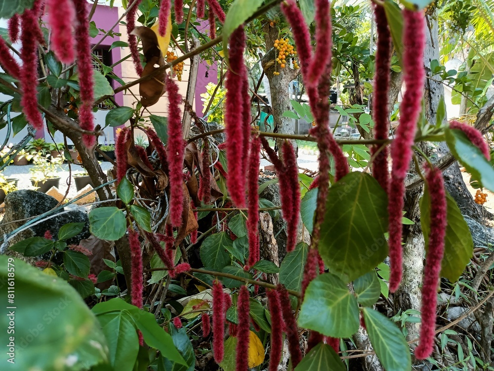 Acalypha hispida, the chenille plant, is a flowering shrub which ...