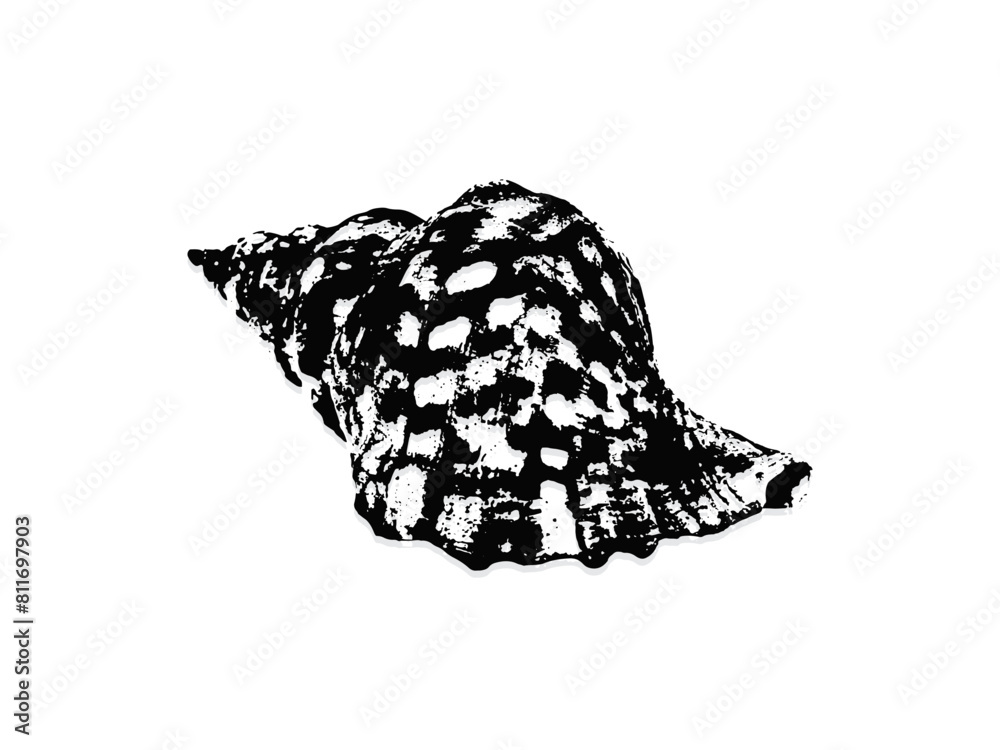 Black and white illustration sketch of a shell hand drawing vector ...