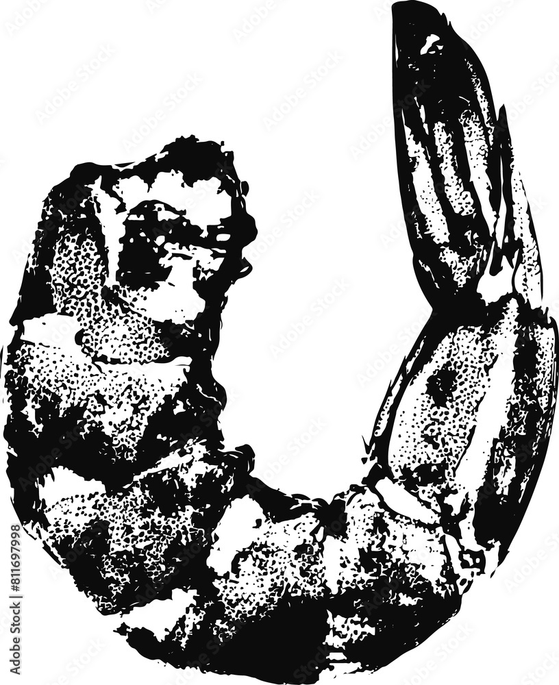 Black and white illustration sketch of a Prawn hand drawing vector ...