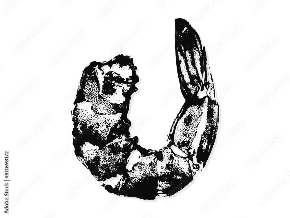 Black and white illustration sketch of a Prawn hand drawing vector ...