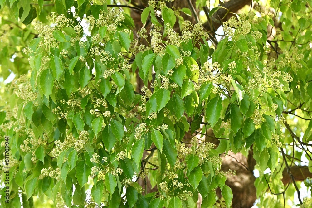 Camphor tree ( Cinnamonum camphora ) flowers. Lauraceae evergreen tree ...