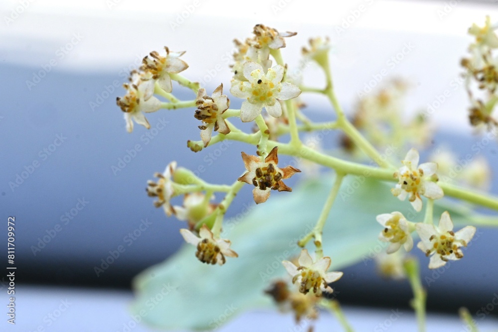 Camphor tree ( Cinnamonum camphora ) flowers. Lauraceae evergreen tree ...
