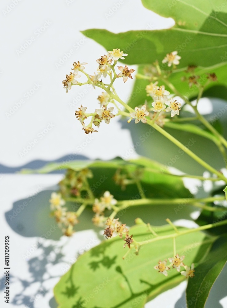 Camphor tree ( Cinnamonum camphora ) flowers. Lauraceae evergreen tree ...