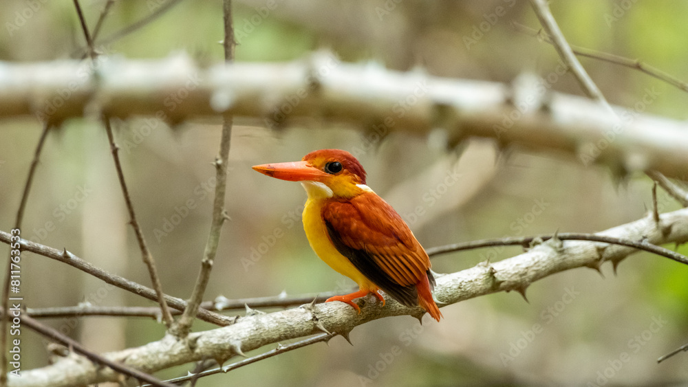 Oriental Dwarf Kingfisher also known as the Rufous-backed Kingfisher is ...