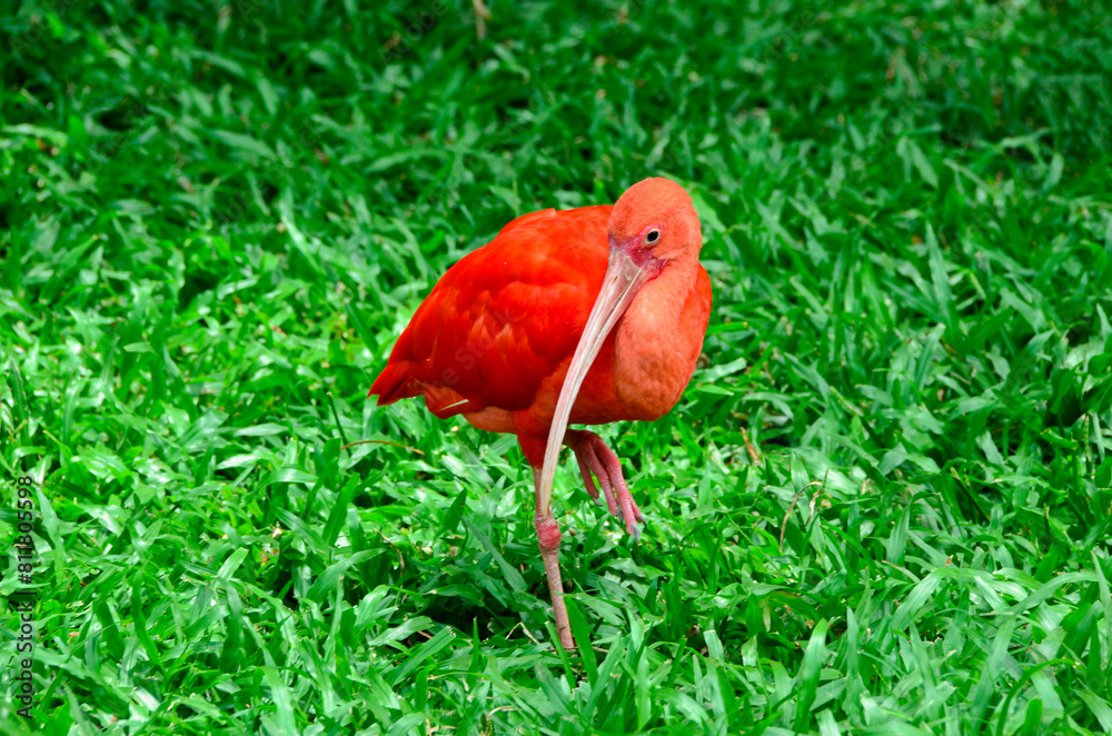 Red guará bird of Brazilian fauna, also known as scarlet ibis, red ...