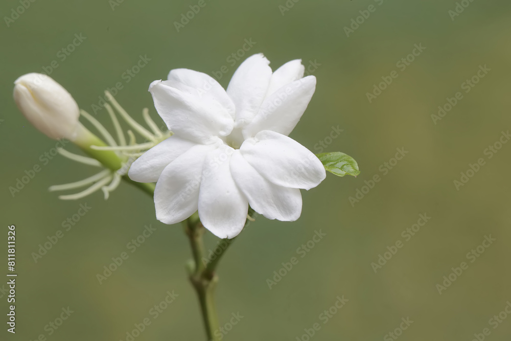 The beauty of jasmine flowers in full bloom. This pure white, fragrant ...