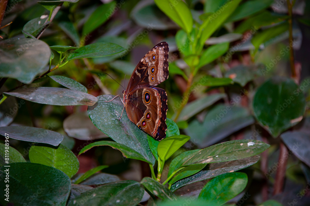 Large butterfly in exotic nature. Tropical jungle butterflies in summer ...