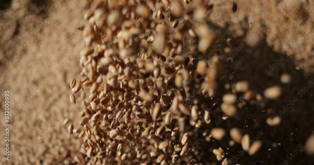 Wheat grain is poured into the container. Cereal harvest. Grain storage ...