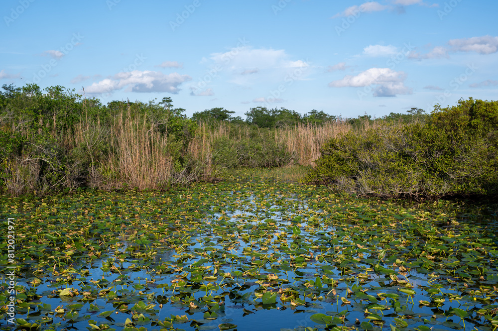 Pond covered with Spatterdock , Nuphar advena, on Anhinga Trail in ...