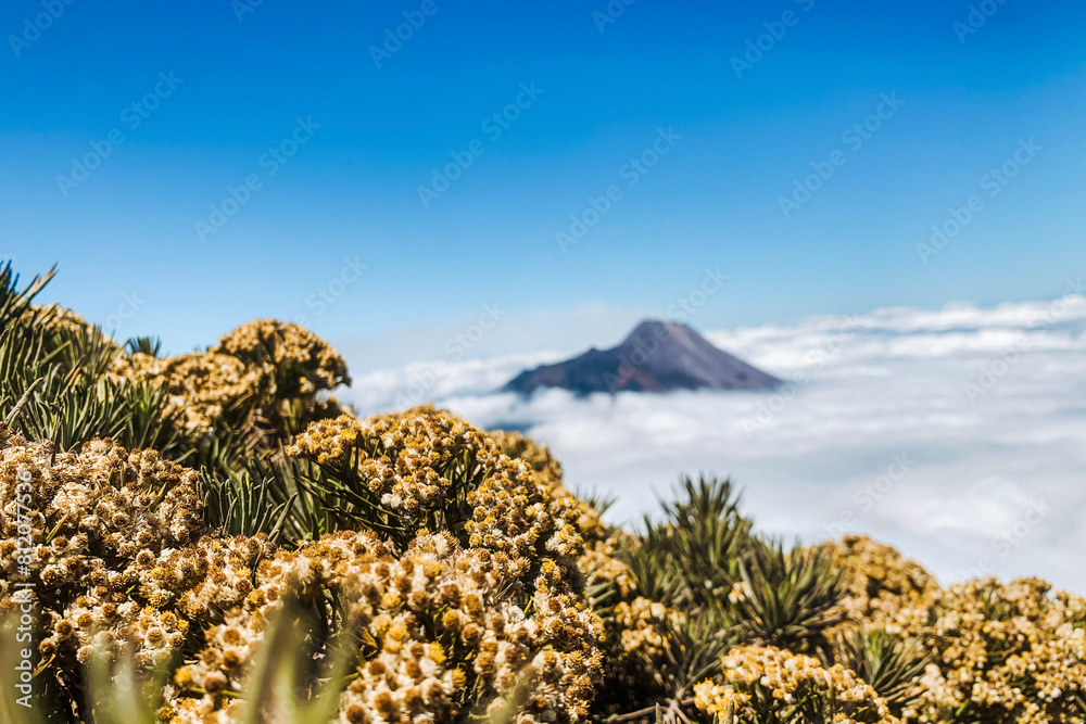 Anaphalis javanica with Mount Merapi in the background, this rare plant ...