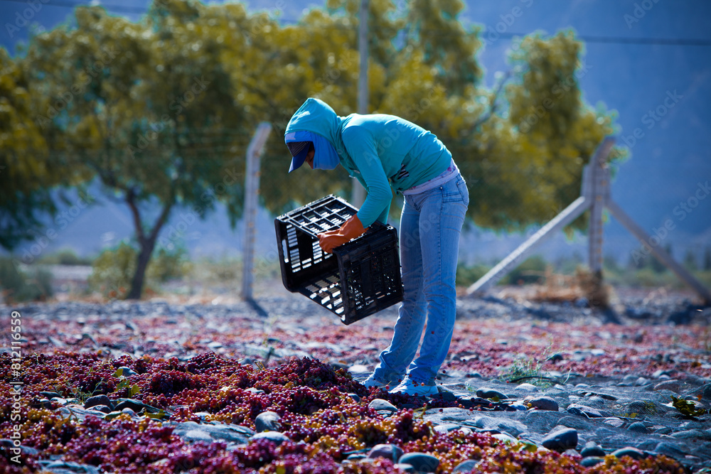 recolectores de pasas de uvas en Secadero de uvas, para la creación de pasas de uvas raisin ...